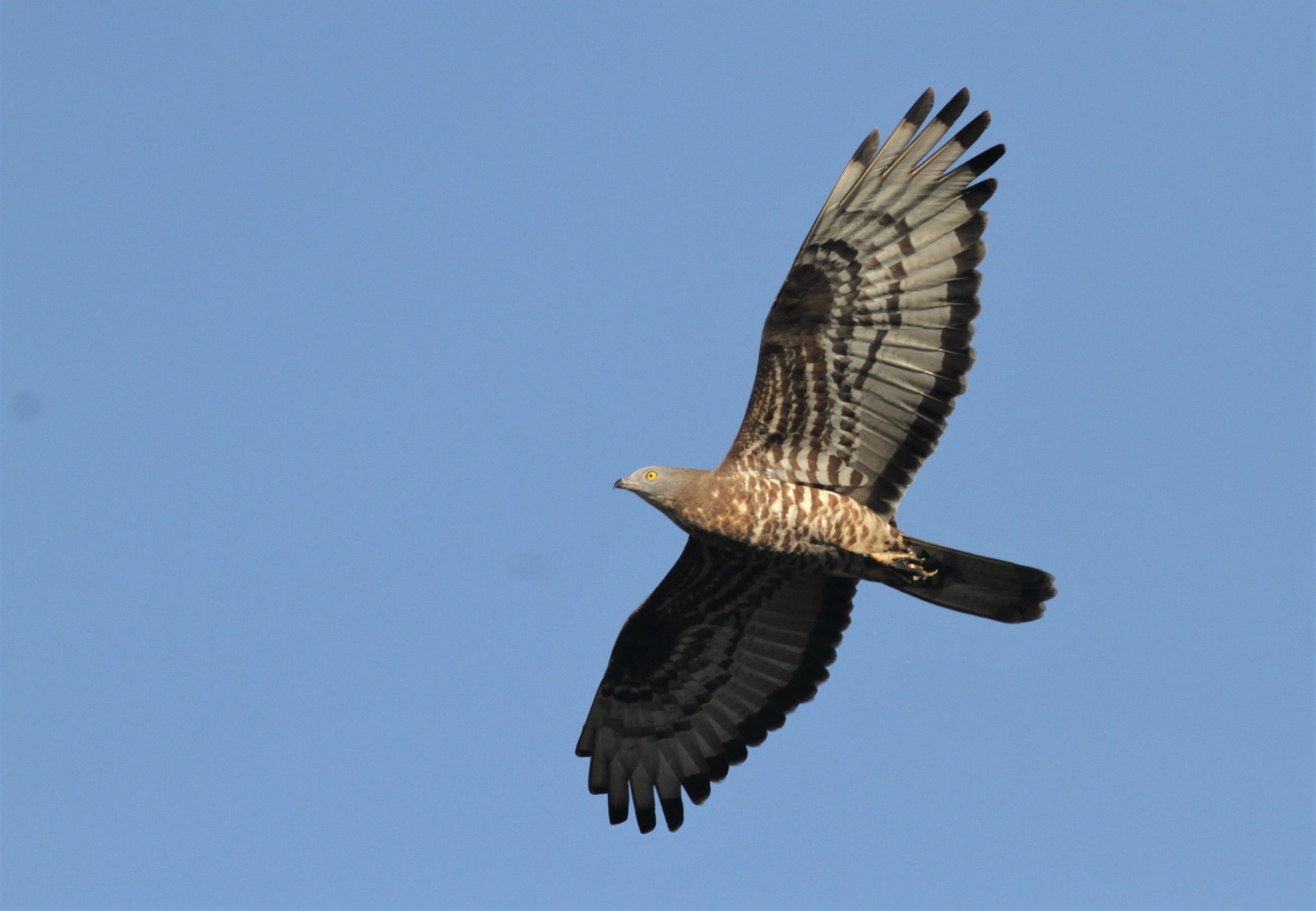 Raptor identification workshop 8/9/25 + 26/9/25